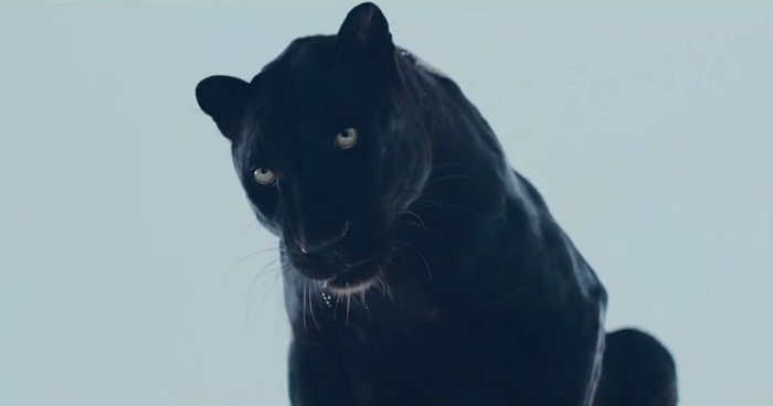 The Weeknd выпустил мистическую короткометражку «Mania» — Wonderzine