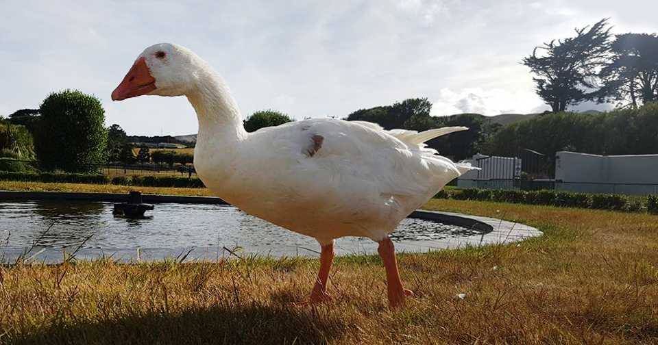 В Новой Зеландии умер слепой бисексуальный гусь — Wonderzine